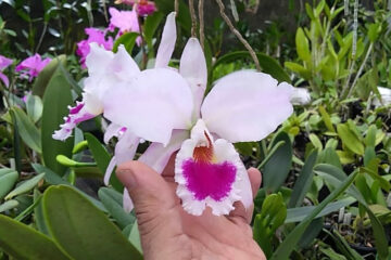 Orquídea Cattleya Labiata – O Botânico