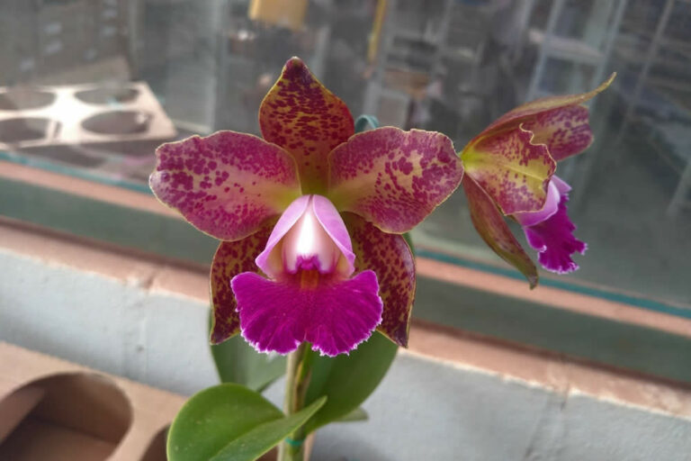 Orquídea Cattleya Durigan – O Botânico